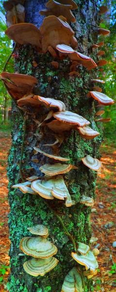 Adventures With Dear Miss Mermaid Child Of The Planet: The Beauty of ...