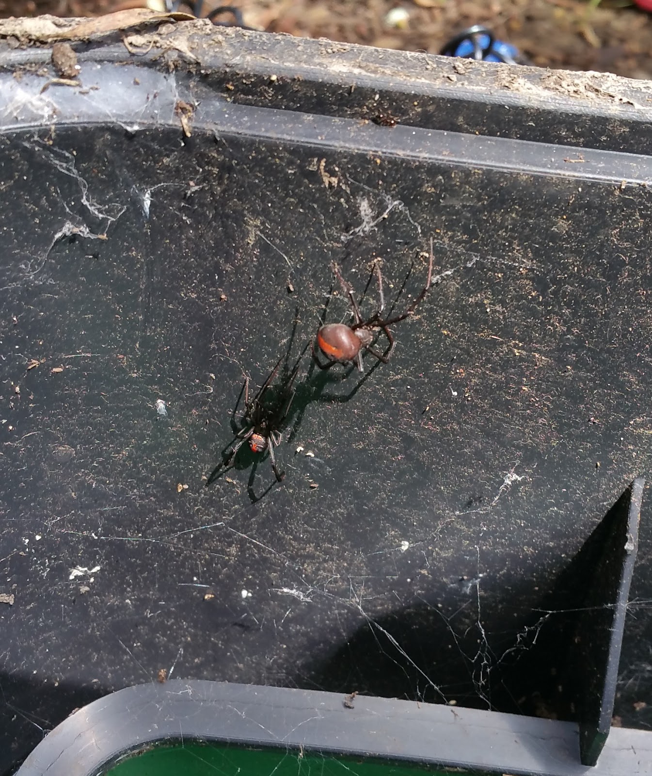Daniel's Musings: Australian Creepy-Crawlies of the Redback Variety