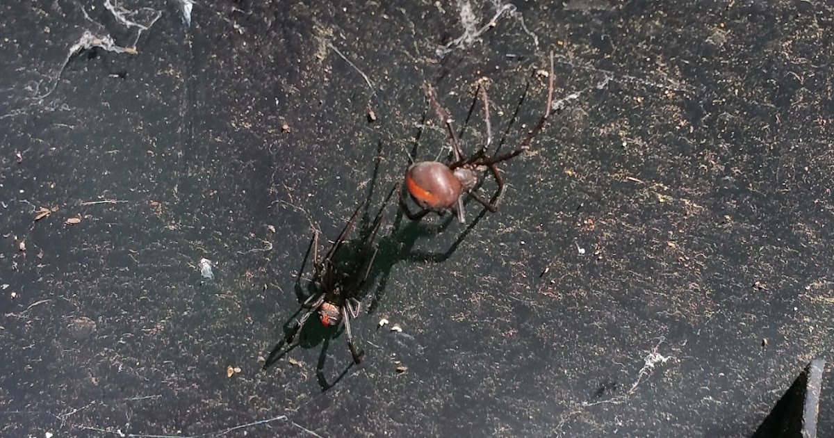 Daniel's Musings: Australian Creepy-Crawlies of the Redback Variety