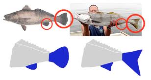 Artes de Pesca: VAMOS A PESCAR TOTOABA