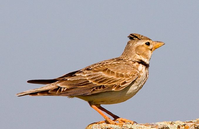 Mundo Natural por (Joaquin Crespillo ): Calandria común (Melanocorypha ...