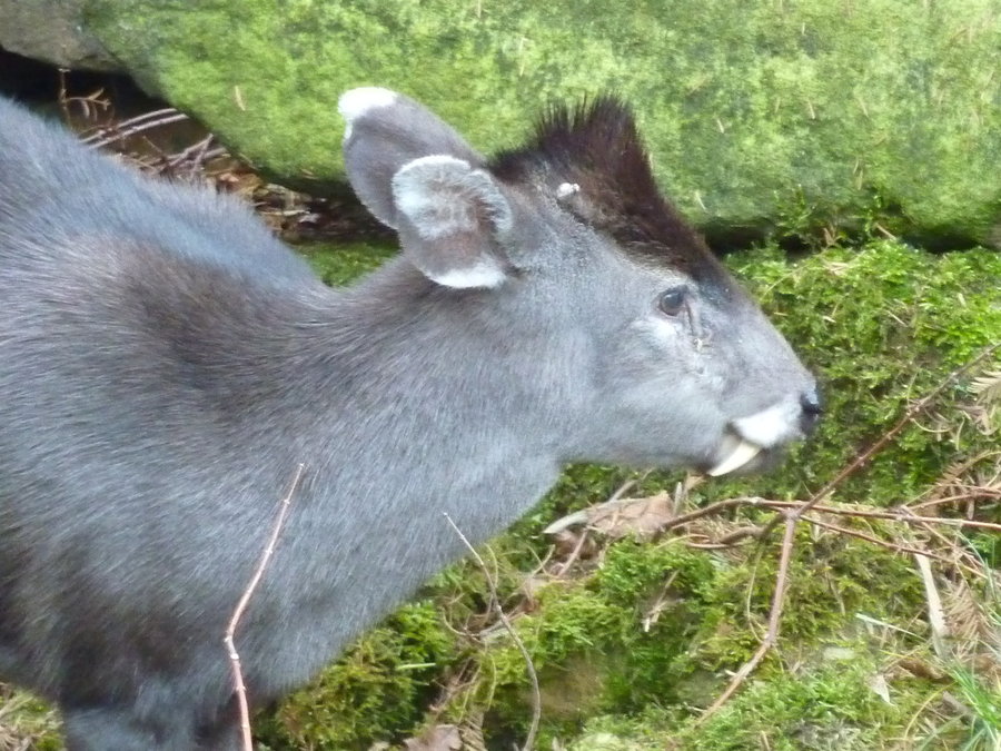 Blog de Medio Ambiente : ¿Un ciervo con colmillos? El eláfodo