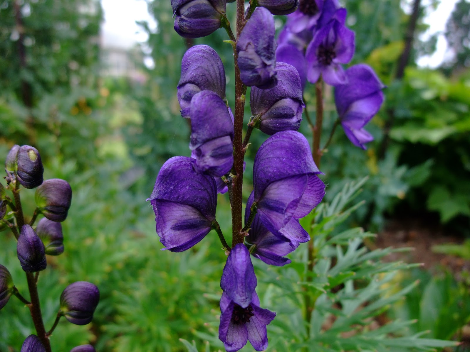 HERBAL PICNIC: MONKSHOOD