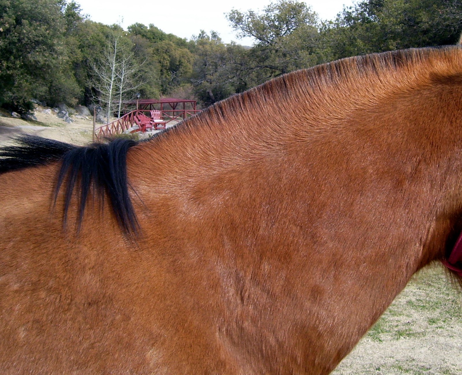 El Caballo Criollo - Pelajes - Cromohipología de la Raza Criolla: 01/03/16