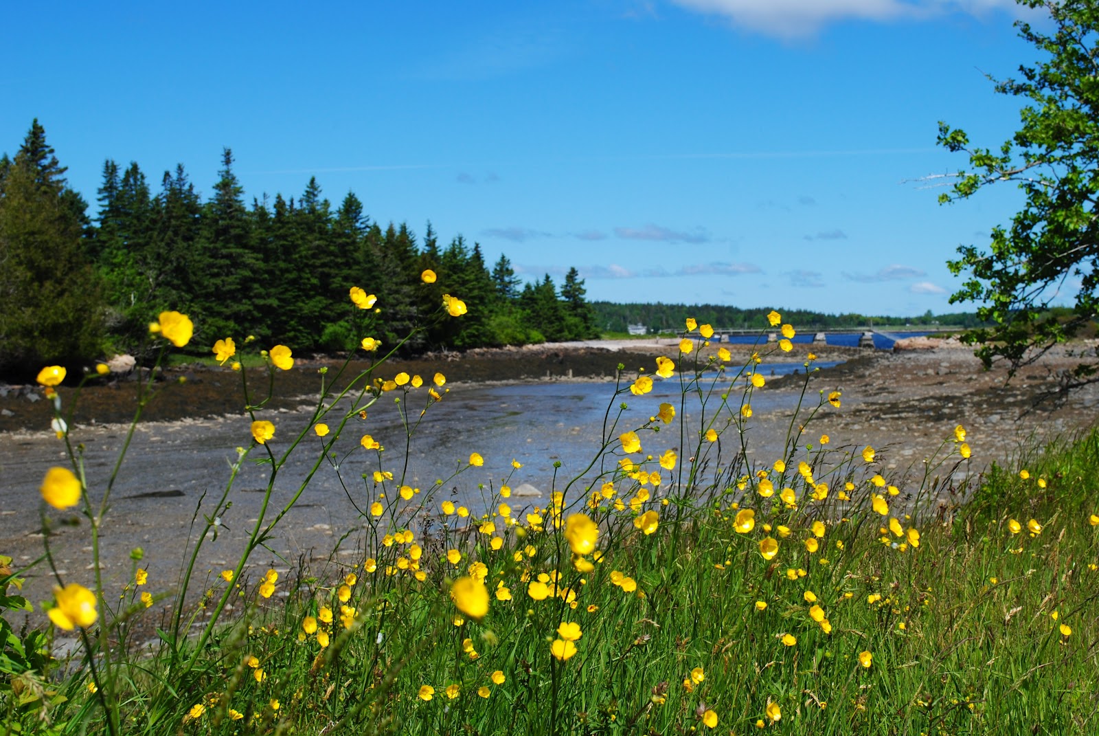 Field Notes and Photos: Schoodic Spring: Acadia National Park