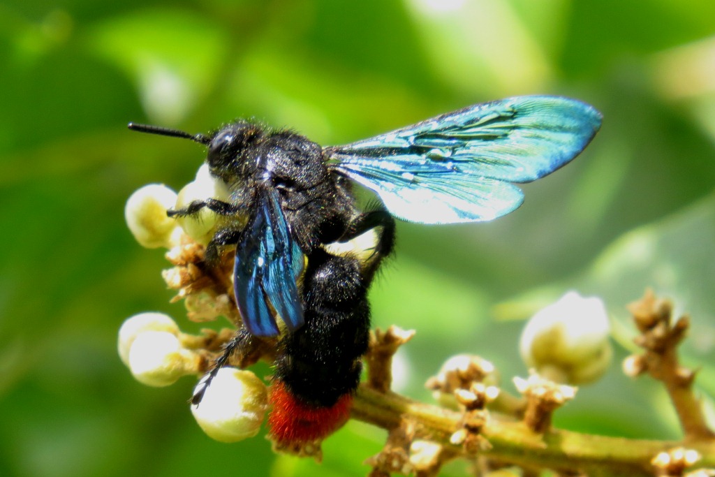 Crowned Eagle Research in KwaZulu-Natal: Aprils Insects