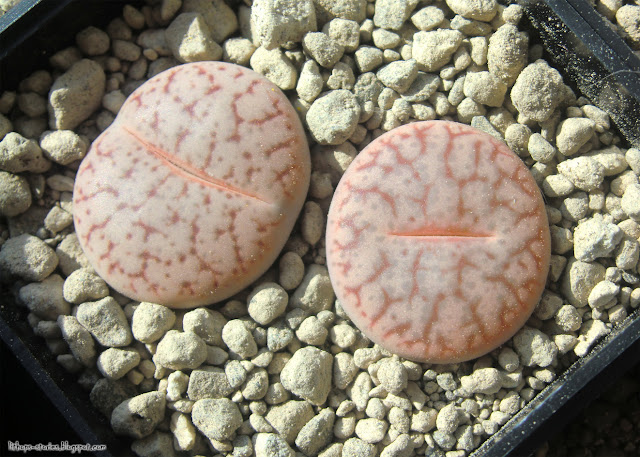 Lithops Stories: New lithops 2017 - Part 1 (14 pics)