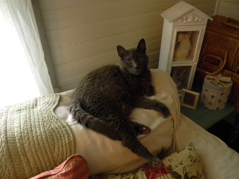 Happily Ever After: Peach Iced Tea and Kitty Cats