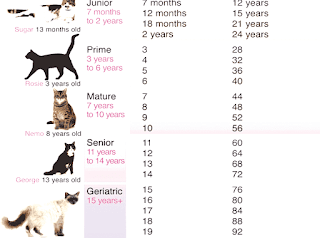 Cat Years - Cat Life Expectancy Chart
