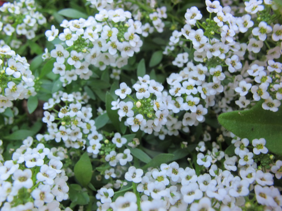 FLORA NEL SALENTO e.. anche altrove: Lobularia maritima (L.) Desv ...