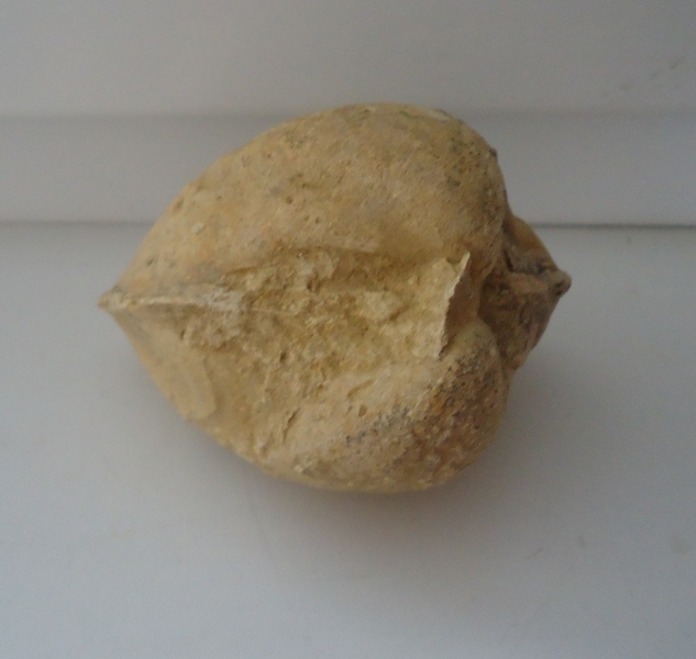 Fossils & Antiques: Fossil Sea Shell Mussel