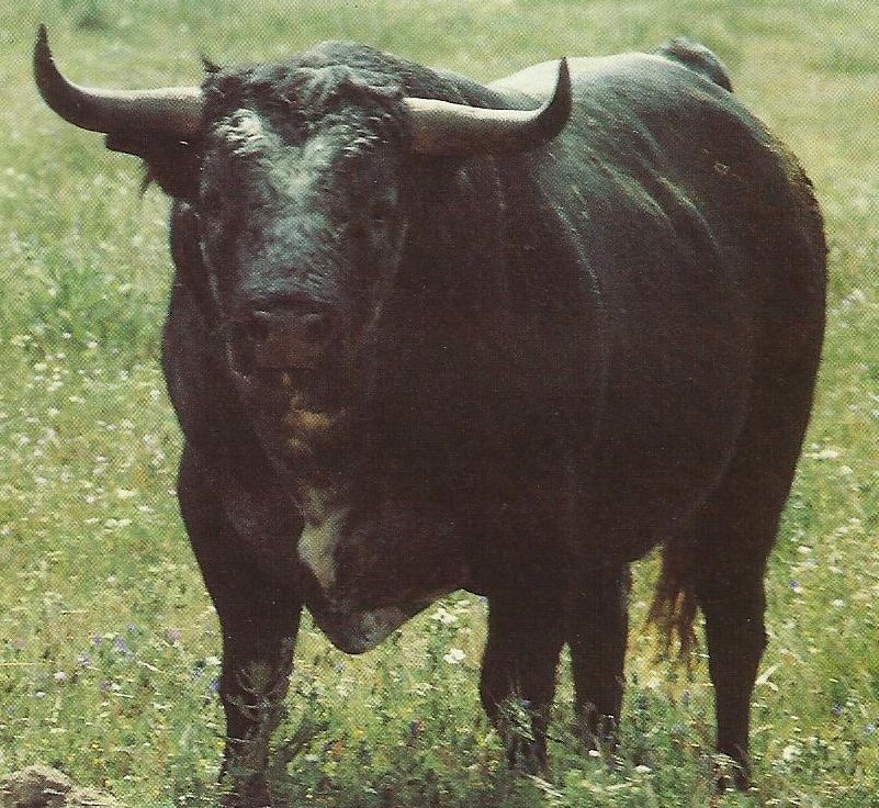 Blanco y Oro: * Clasificación de los toros por su exterior y ...