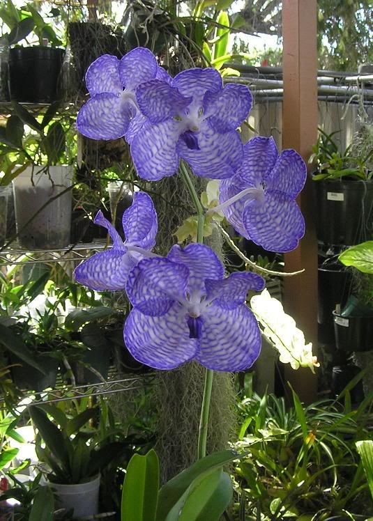 Acine orhideje info: Vanda (vrste A-C )