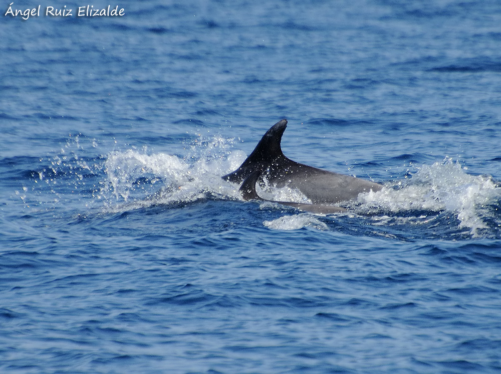 Aves de la Ría de Ajo: Salida pelágica de Bermeo...