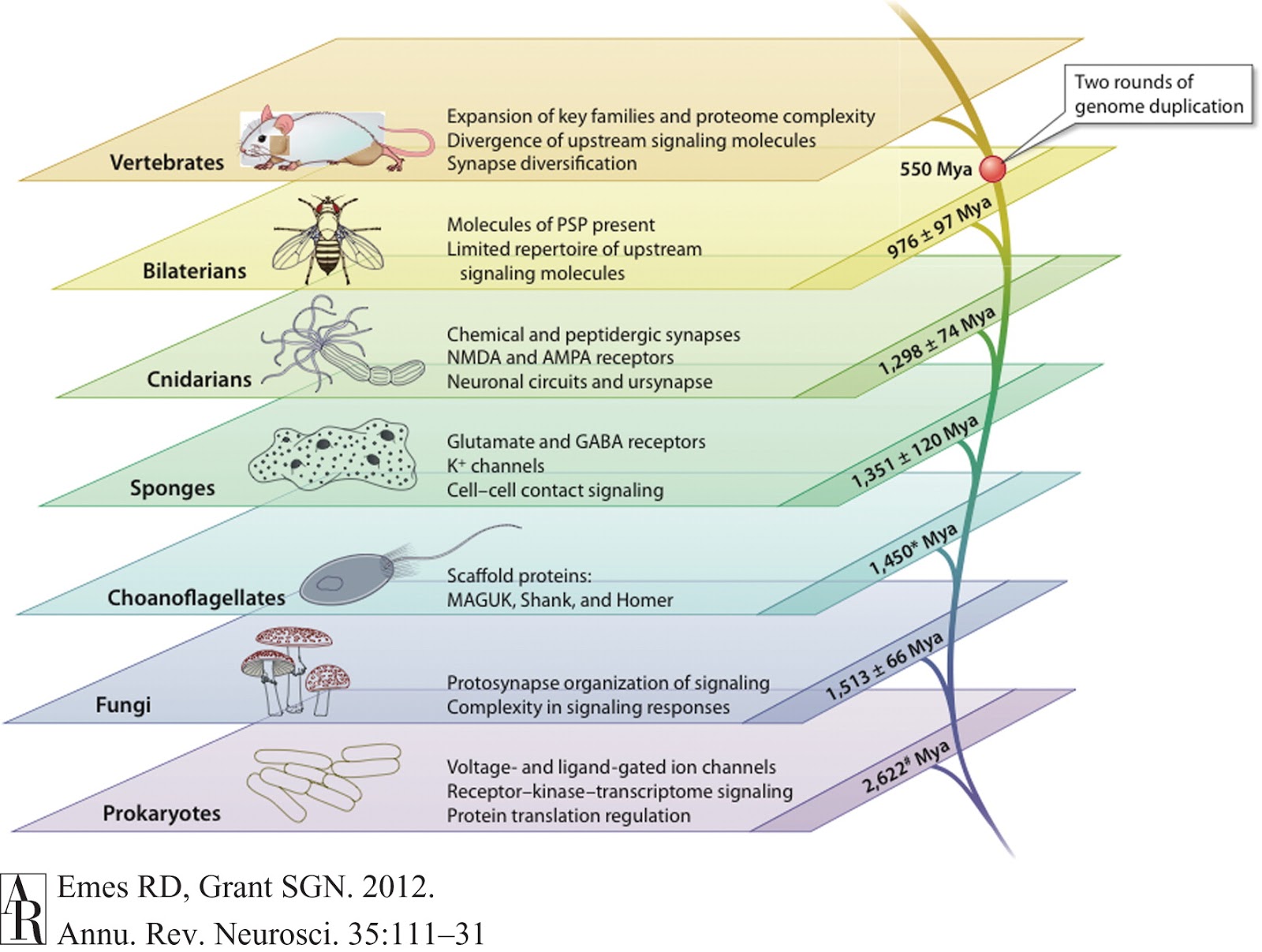 Origin of the Universe, Life and Consciousness: Evolution of Synapse ...
