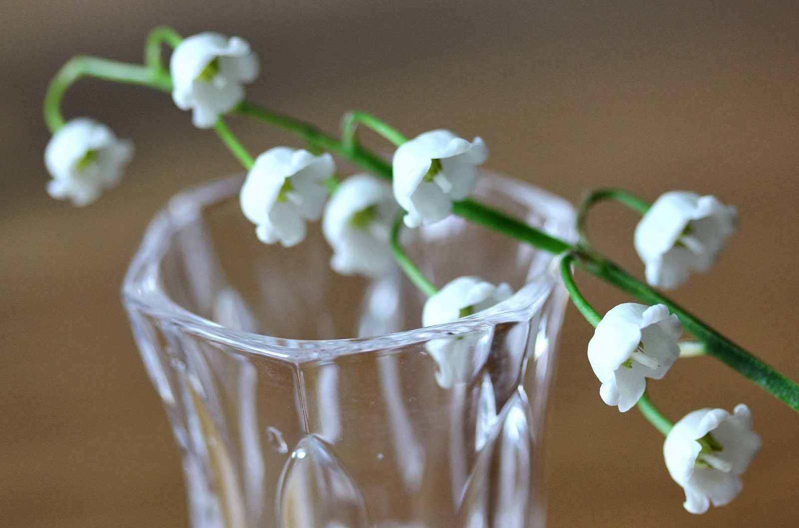 Haaveena hyvä kuva: Kielo