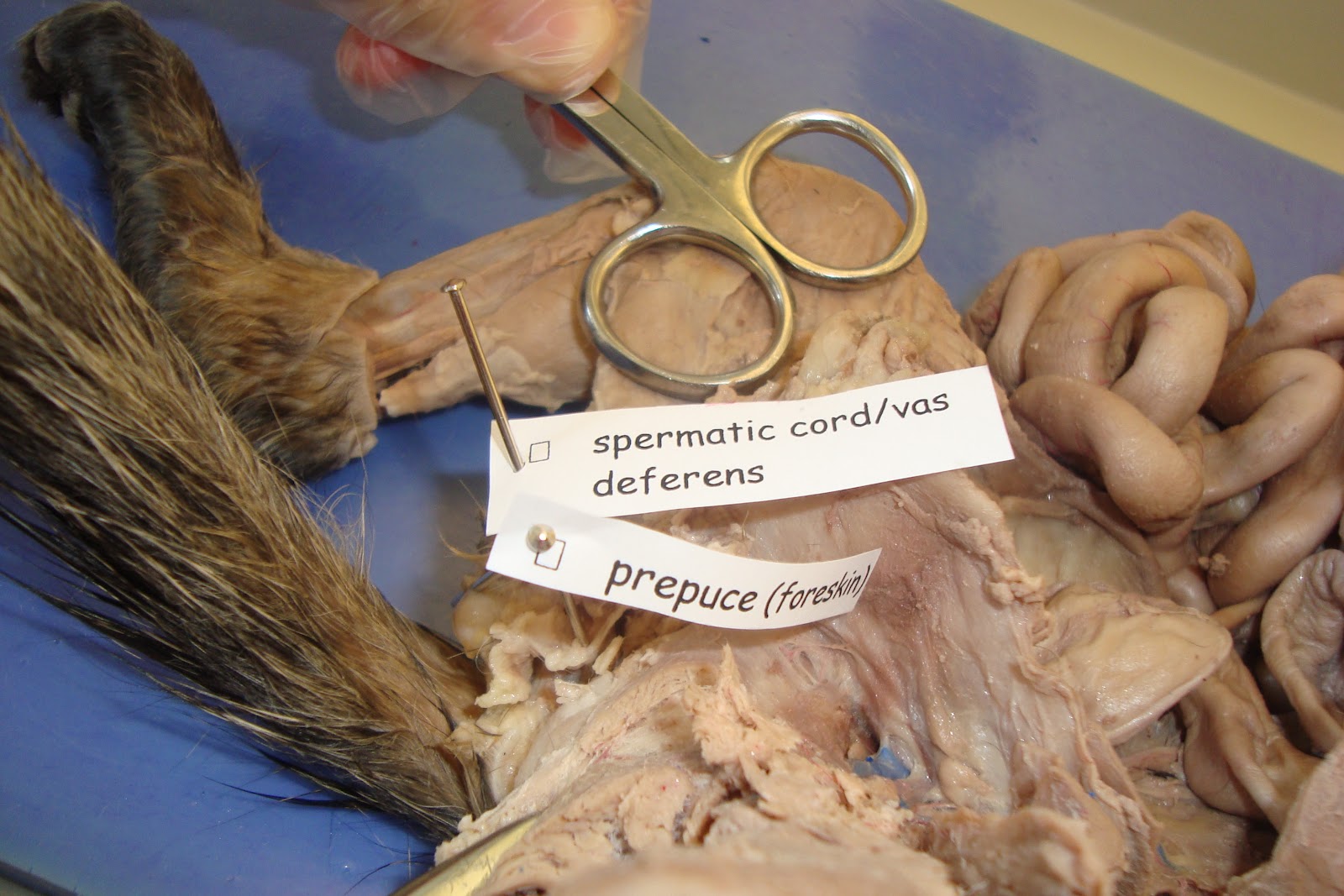 Cat Dissection: Human Anatomy: Reproductive System