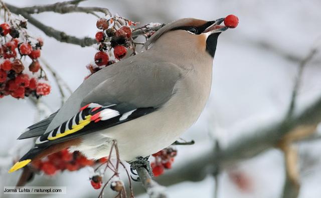 Science Inspiration: How do Seeds of the Plants get dispersed?