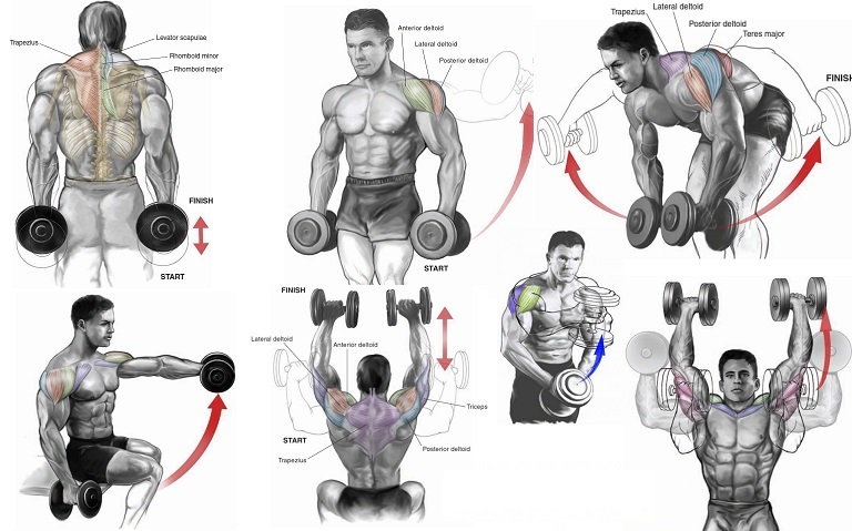 Muscle Day - Shoulder Width And Growth Workout Plan