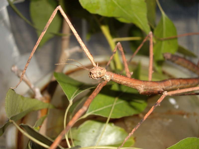 Taxonomía Arthropoda: Clase Insecta Orden Phasmida