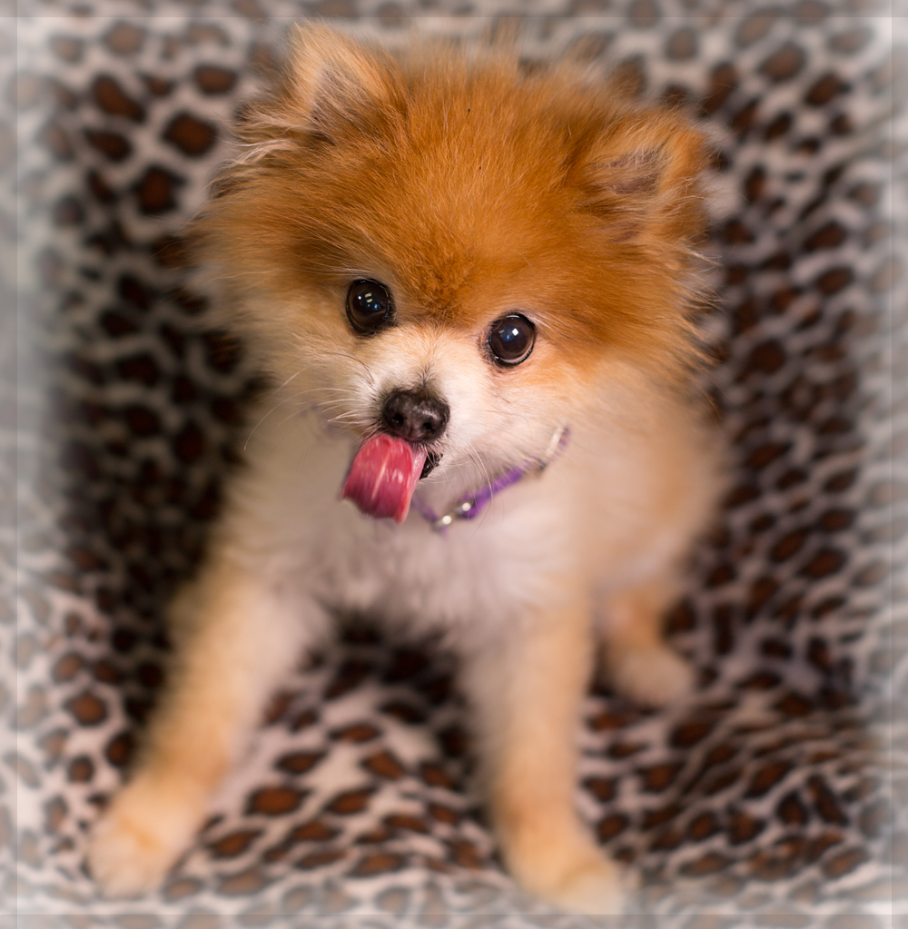 Shelter Dogs of Portland: "ALFIE" tiny senior Pomeranian