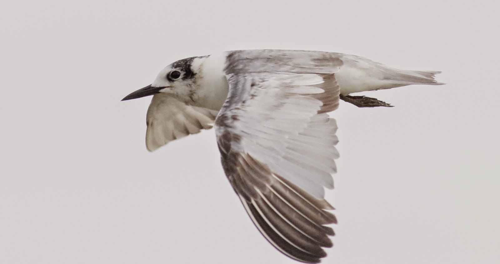 Ron-Nature-Adventures: White-Winged Tern (Chlidonias Leucopterus)