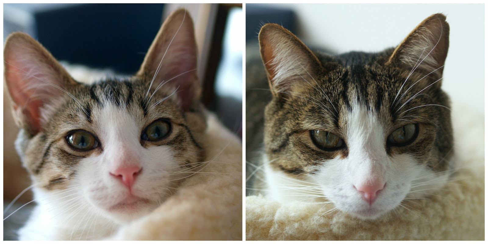 Cat Patches: Stuff from Sunday and a Winner