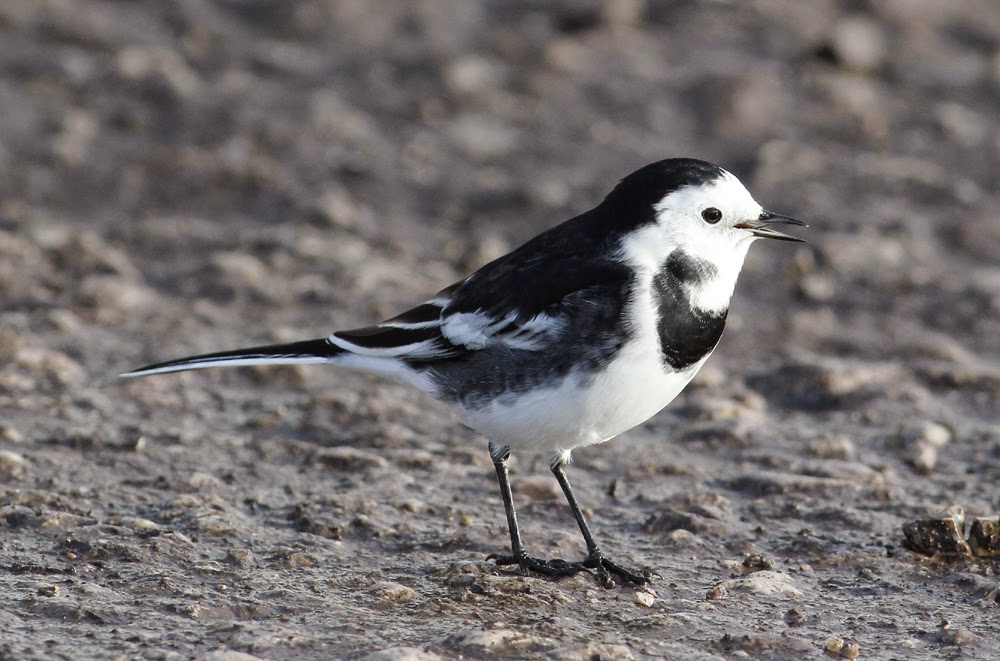 Another Bird Blog: Short Saturday