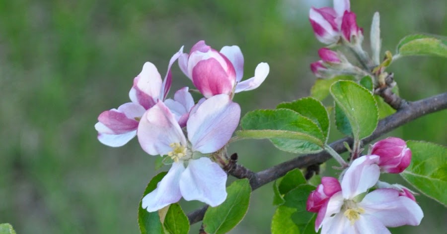 Williams, before and after - Adam's Apples