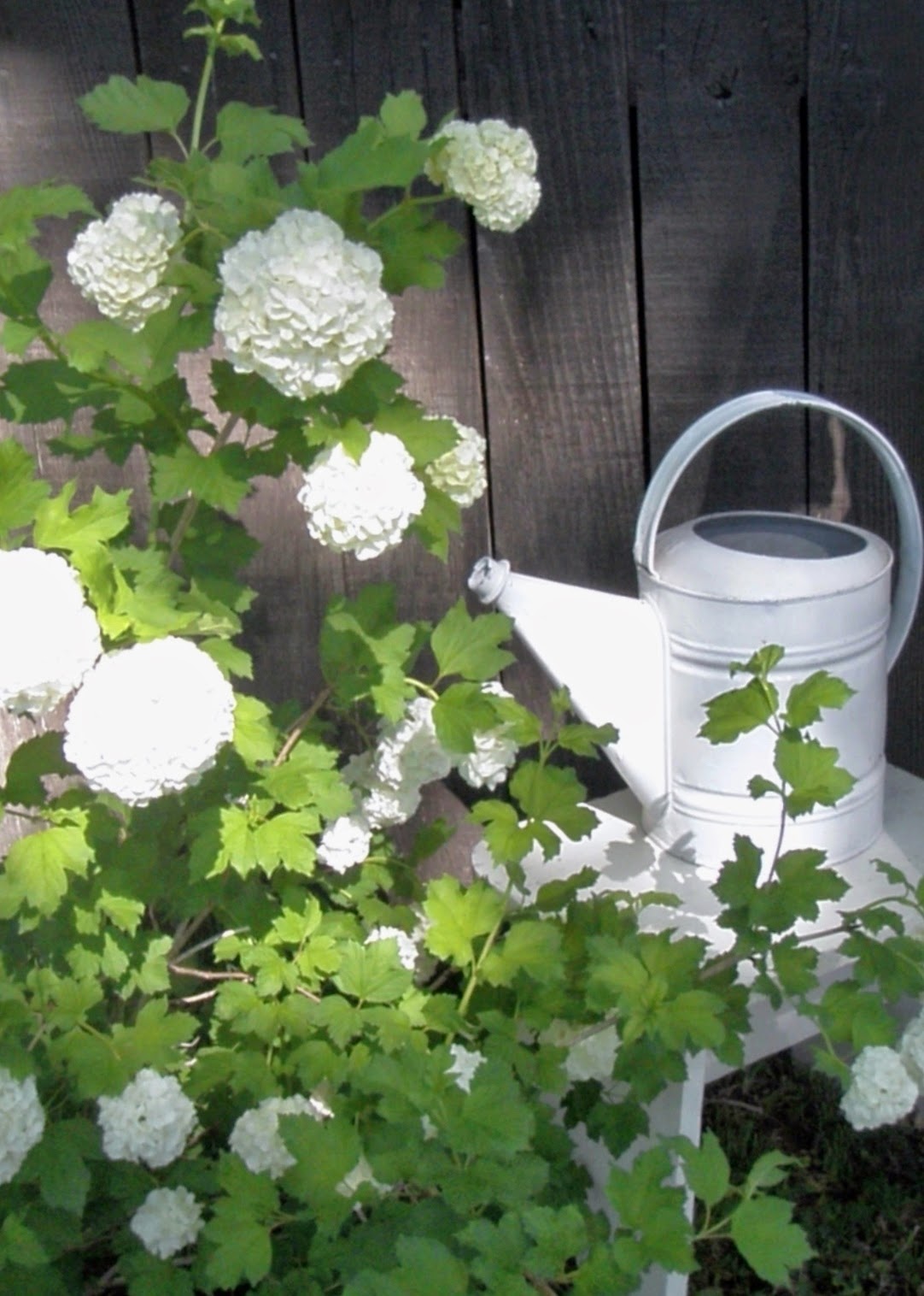 Cabin & Cottage : Snowballs in May