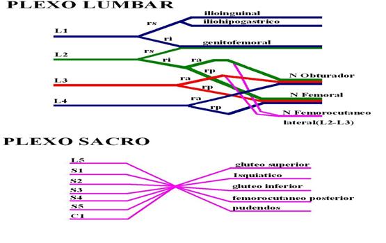 Contenido de Anatomía Humana: Plexo Lumbo Sacro