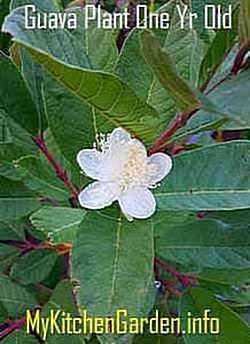 How To Grow Guava Tree Faster In Containers: Guava Tree Care