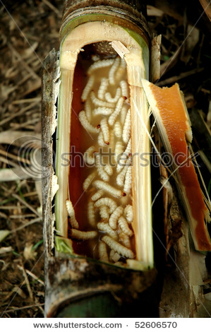 FOOD: FOOD FROM BAMBOO WORM