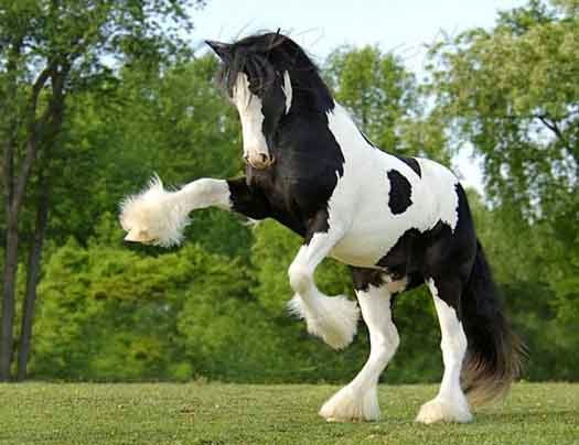 El blog de Evolet: Hermosa raza de caballo Gypsy Vanner