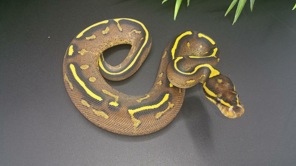 NaturaWest: Pitone Reale