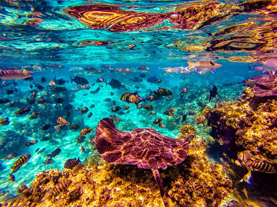 31. The Best underwater Wonder