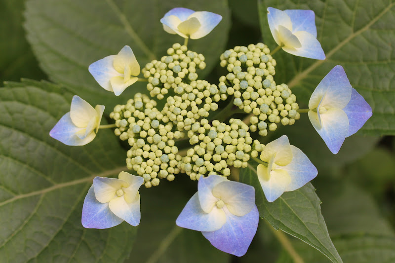 nightingale lace cap hydrangea oak leaf hydrangea for all other - Hydrangea