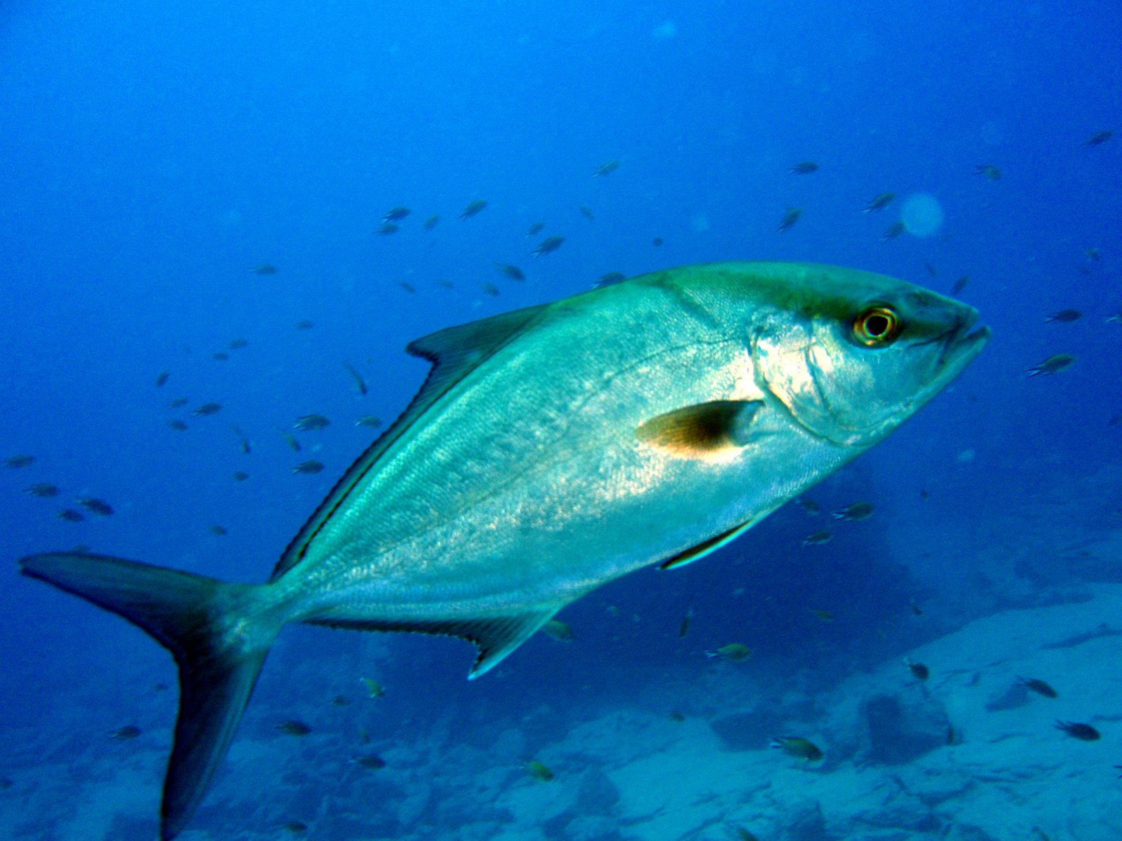 ¿Descubriendo el océano!: Medregal