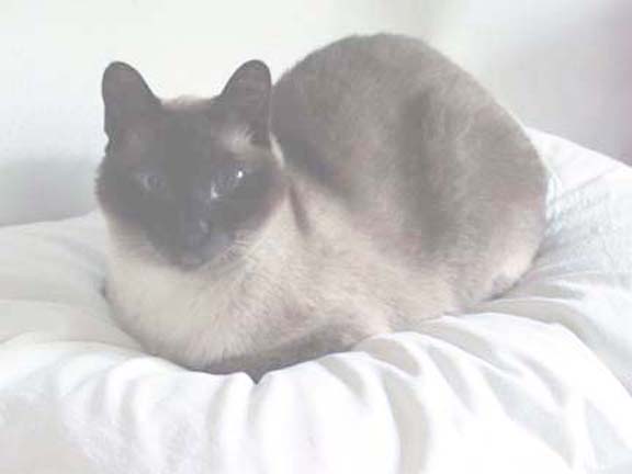 Coladascope: In Memory of Sashi...