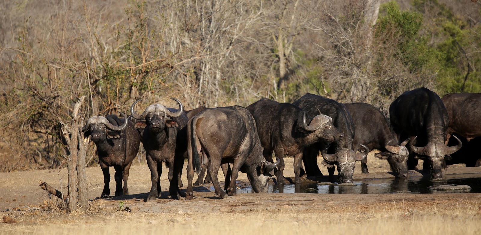 Worldbirder: Clare & Rowan's Africa trip!