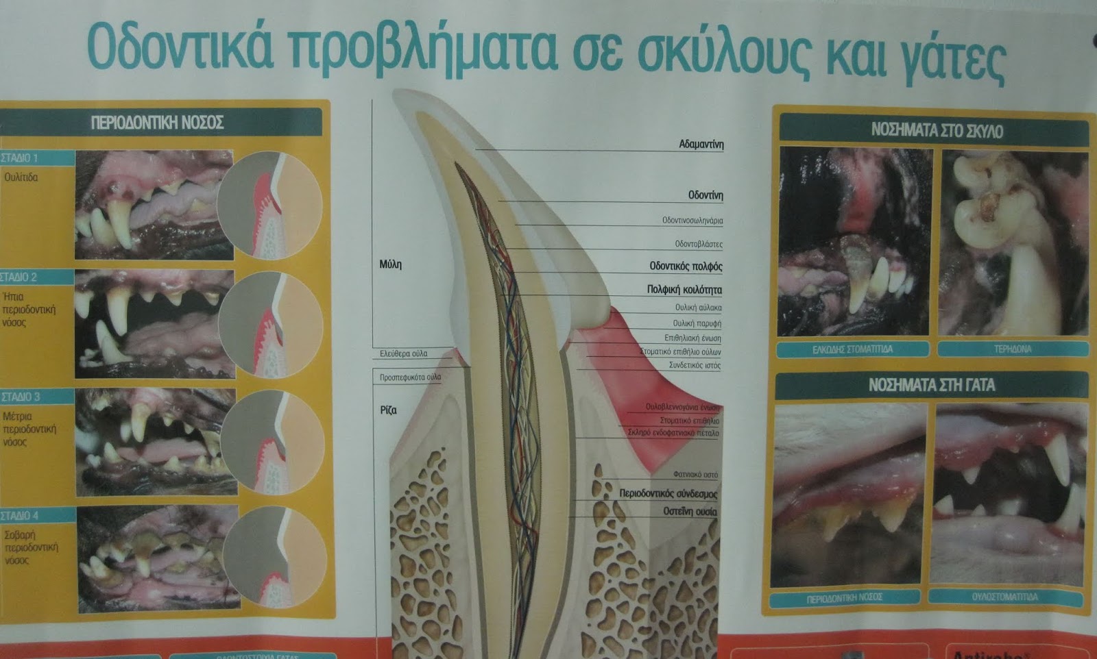 ΤΑ ΣΥΧΝΟΤΕΡΑ ΟΔΟΝΤΙΚΑ ΠΡΟΒΛΗΜΑΤΑ ΣΤΟΥΣ ΣΚΥΛΟΥΣ ΚΑΙ ΣΤΙΣ ΓΑΤΕΣ - ΙΑΤΡΕΙΟ ...