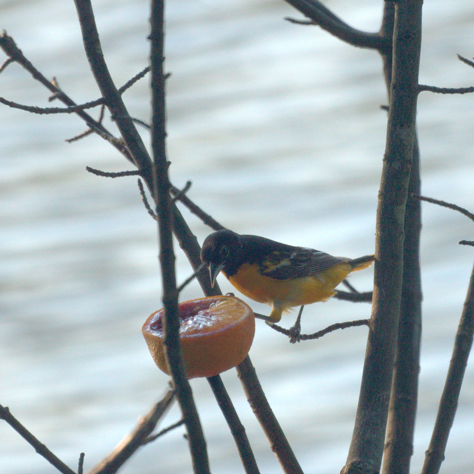 Oriole Update- New Jersey Bird Photos
