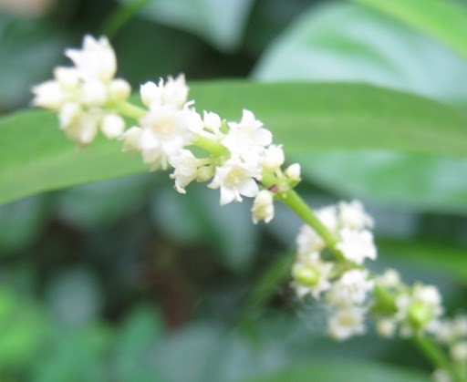 KANG DAENG NABA: Tumbuhan Endemik Papua