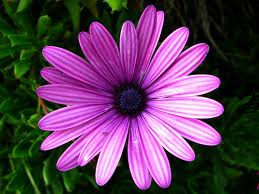 Destellos. Haikus de Xaro La: Margaritas ¡Tan moraditas! (haiku 471-72-73)