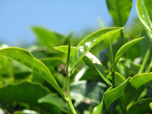 About Plants: There Are Some Tips For Growing Green Tea