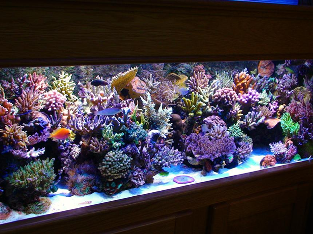 10 amazing aquariums