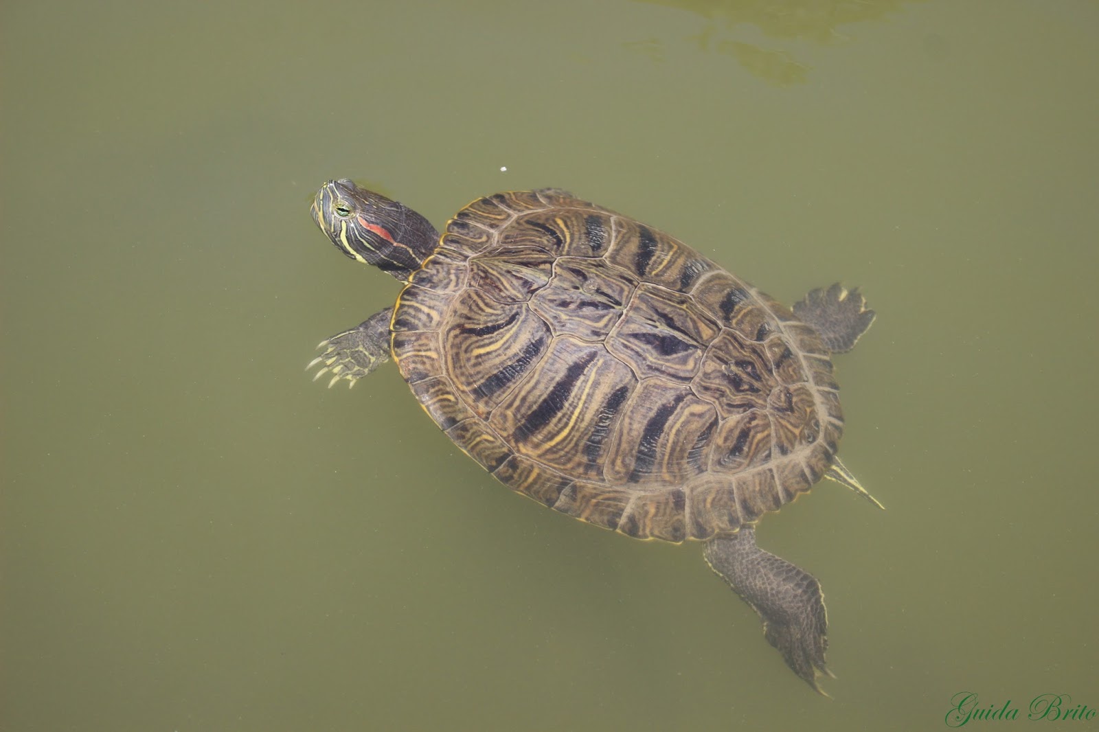 Navegantes de Ideias: Foto do dia: Cágado
