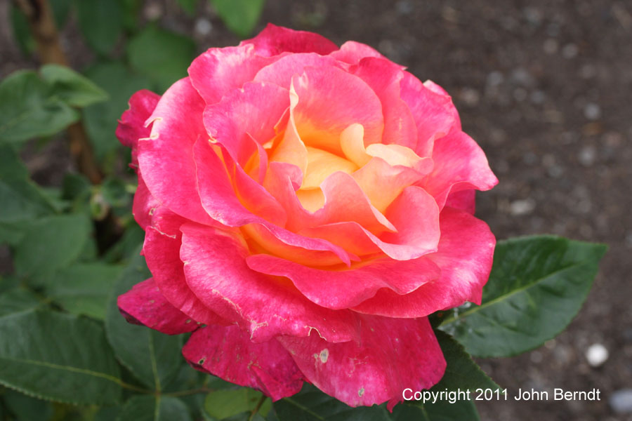 Maplewood Rose Garden Pictures
