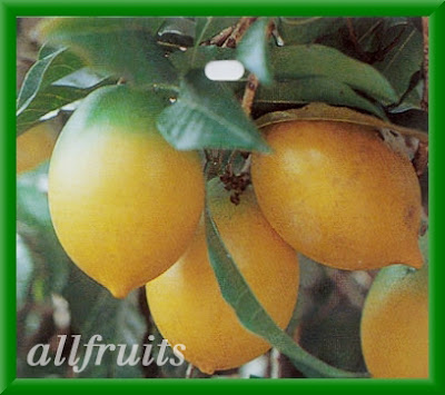 All Fruits in the World: Abiu Fruit [ emperor's golden fruit ]