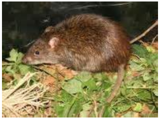 Hewan Hama di Kebun Salak | Salak pondoh